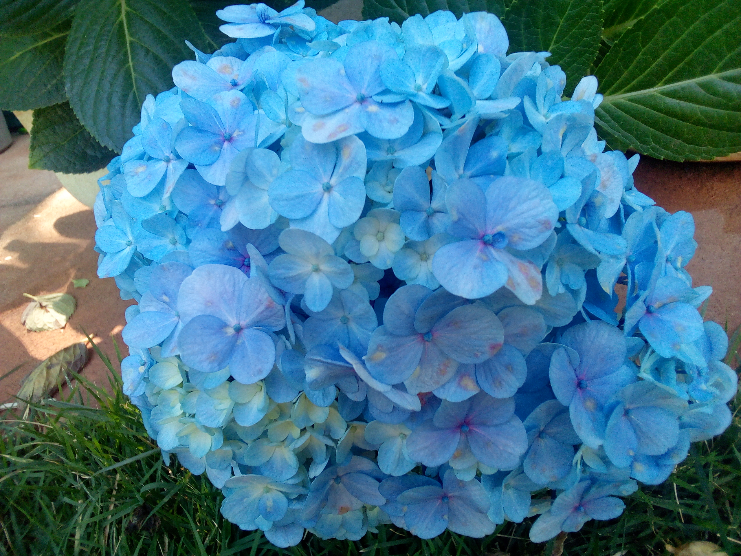 O Jardim Azul – Ponte Imaginária